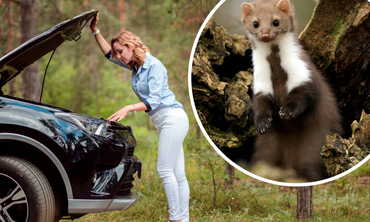 So hältst du Marder von deinem Auto fern - streetlife.ch